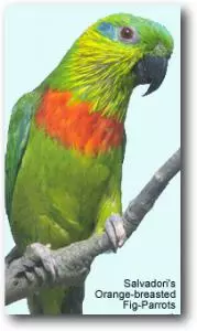 Trpasličí papagáj Salvadori: fotografia, video, obsah a reprodukcia