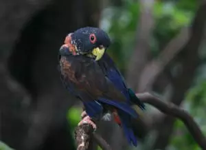 Parzûna baskên bronz (Pionus chalcopterus)