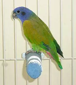 Sinipäinen papukaija (Pionus menstruus)