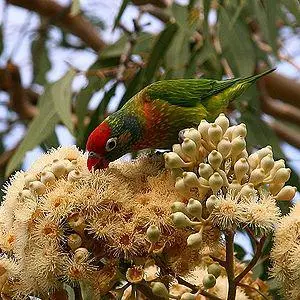 Жолақты Lorikeet (Psitteuteles versicolor)