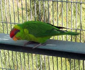 Lorikeet telinga biru (Psitteuteles iris)