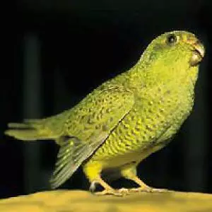 Usiku Parrot (Geopsittacus occidentalis, Pezoporus occidentalis) -