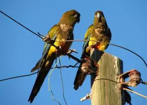 Papagaio-rochoso (Cyanoliseus patagonus) -