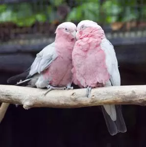 I-pink cockatoo (Eolophus roseicapilla, Eolophus roseicapillus, Kakatoe roseicapillus) -