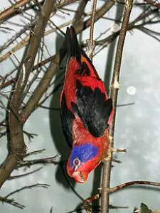 Loris rojo de alas negras (Eos cyanogenia)