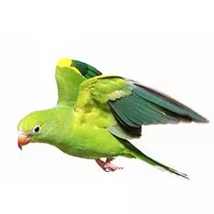 Parrot yamapiko a Canary (Brotogeris versicolurus)