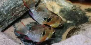 Апистограма на altispinosa (Papiliochromis (Microgeophagus) altispinosa) -