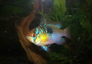 拉米雷斯 (Papiliochromis Ramirezi) 的柱狀圖