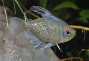 Diamantna tetra ali Moenkauzia diamant (Moenkhausia pittieri) -