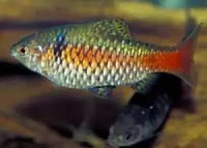 Odessa barbus, gorria (Barbus spec.var.ticto, Barbus ticto