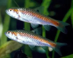 Barbus b'żewġ punti (Barbus bimaculatus)