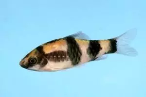 縞模様のバルブス（Barbus fasciatus）