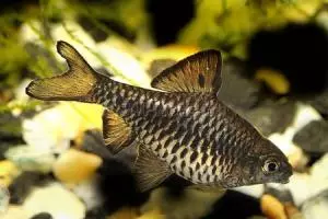 Вусач астраўной (Barbus oligolepis)