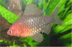 黒のバルブス（Barbus nigrofasciatus）