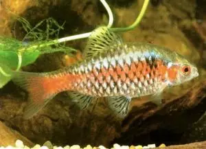 Scarlet barbus (Barbus ticto)