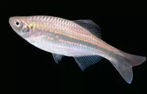 Danio equipinnatus. Danio Malabar (Danio aequipinnatus) -