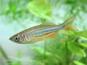 Danio equipinnatus. Danio Malabar (Danio aequipinnatus) -