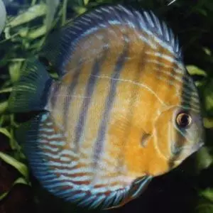 Discus yijimye, cyangwa umuhondo (Symphysodon aequifasciata axelrodi) -