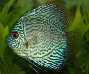 Blue Discus (Symphysodon aequifasciata haraldi)