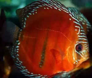 Discus is red. Discus is simple. Discus ordinary (Symphysodon discus)