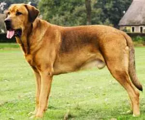 Danish Broholmer (Broholmer, Danish Mastiff, Slagterhund)