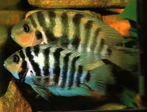 Cichlasoma black -striped (Cichlasoma nigrofasciatum) -