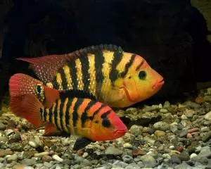 Cichlasoma Orange (Cichlasoma فيستاي)