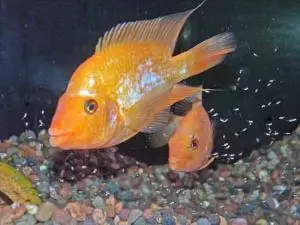 ليمون سيكلازوما. Citron cichlasoma (Cichlasoma citrinellum)