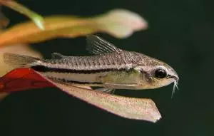 Сом пигмей (Corydoras pygmaeus)