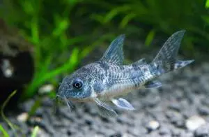 Петнист сом (Corydoras paleatus)