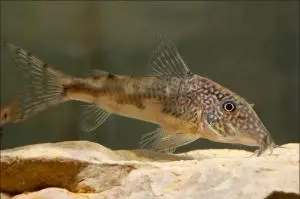 Corydoras barbatus