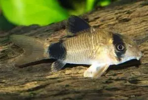 Коридорна панда (Corydoras panda)