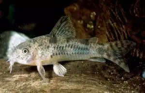 Somik Kocha (Corydoras cochui)