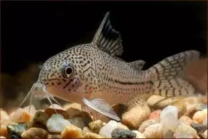 Macan tutul lele (Corydoras trilineatus)