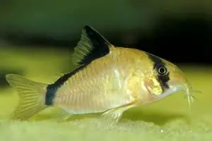 Сом Мета (Corydoras metae)