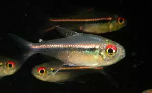 Hyphessobrycon heterorhabdus