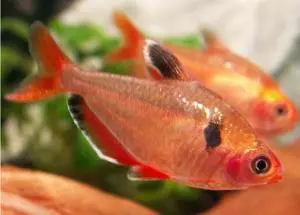 Ganly tetra. Callistus (Hyphessobrycon callistus)