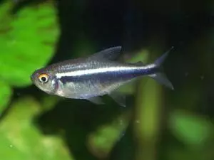 สีดำนีออน (Hyphessobrycon herbertaxelrodi)