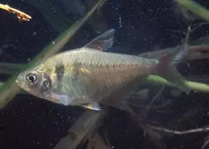 Tetra mavo (Hyphessobrycon bifasciatus)