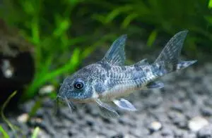 Speckled catfish (Corydoras paleatus) -