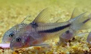 Catfish Natterera (Corydoras nattereri)