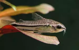 Catfish pygmy (Corydoras pygmaeus)