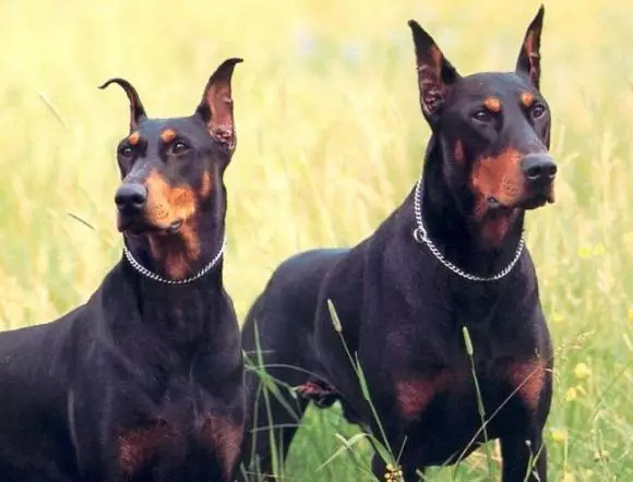 Doberman