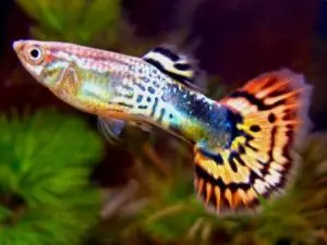 Guppy (Poecilia reticulata)