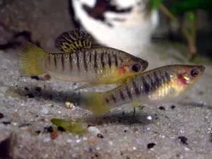 Limia black-striped (Poecilia nigrofasciata)