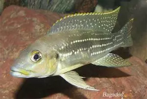 Nne nke pearl Lamprologus (Neolamprologus tetracanthus)