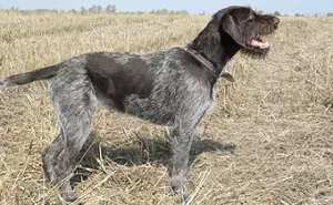 Drathaar (գերմանական մազերով մատնանշող շուն)