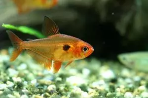 I-Ornatus red (phantom) (Megalamphodus sweglesi) -