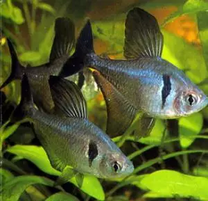 Ornatus (ผี) สีดำ (Megalamphodus megalopterus)