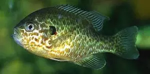 Sun perch (Lepomis gibbosus) -